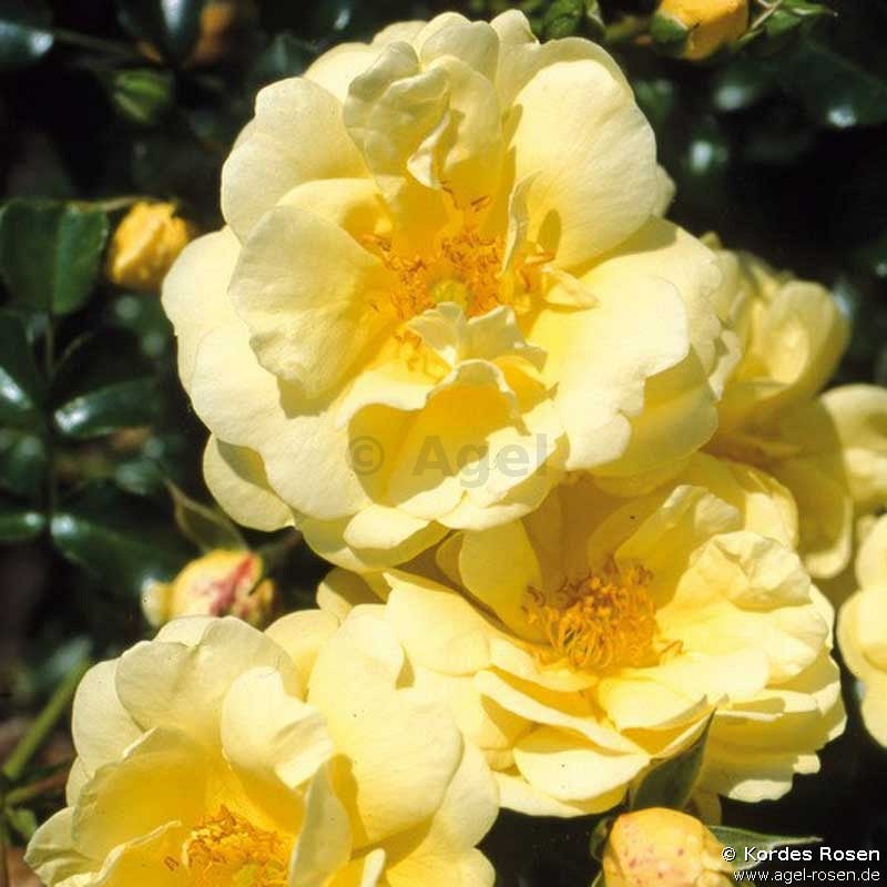 Sunny Rose ® kaufen – AGEL ROSEN » Rosen im 3-Liter Topf » Containerrosen