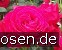 Bicolette kaufen – Edelrose – AGEL ROSEN