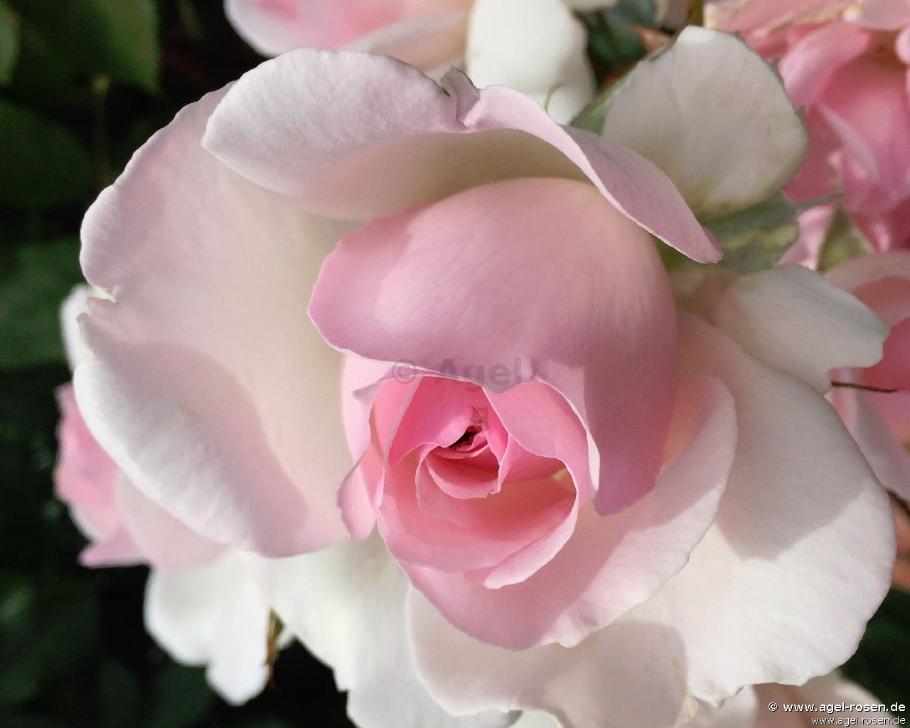 Marcipan ® kaufen – Edelrose – AGEL ROSEN