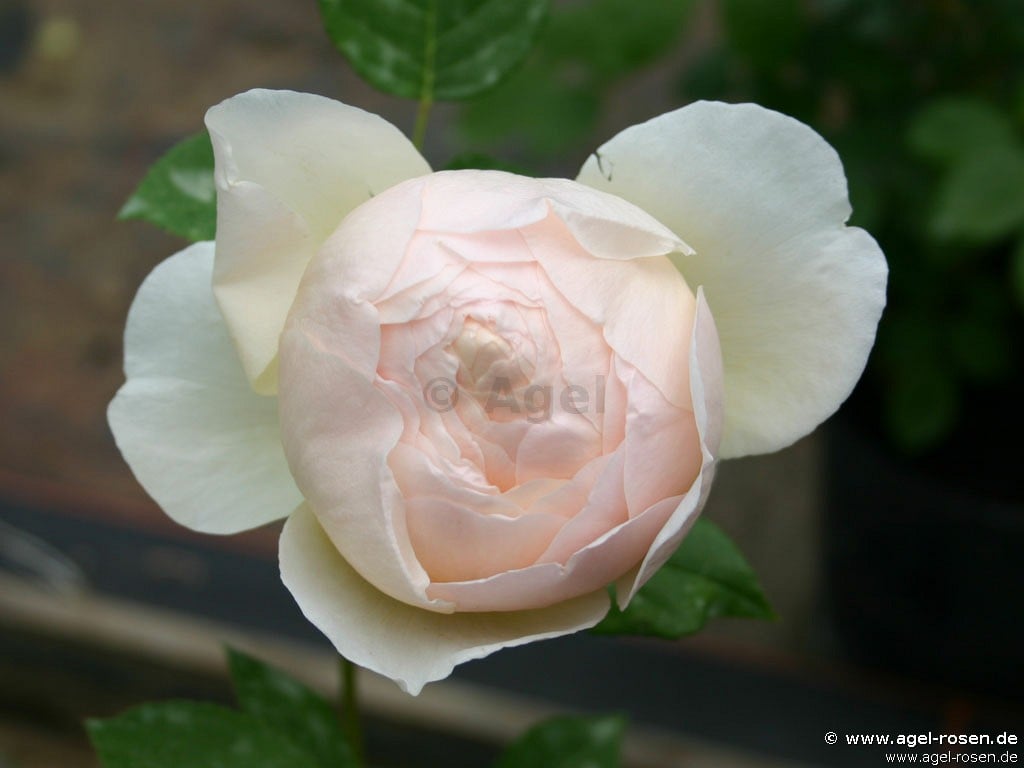 Buy Jude The Obscure ® – English Rose – AGEL ROSEN