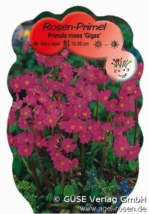 Rosen-Primel kaufen – Primula rosea 'Gigas'