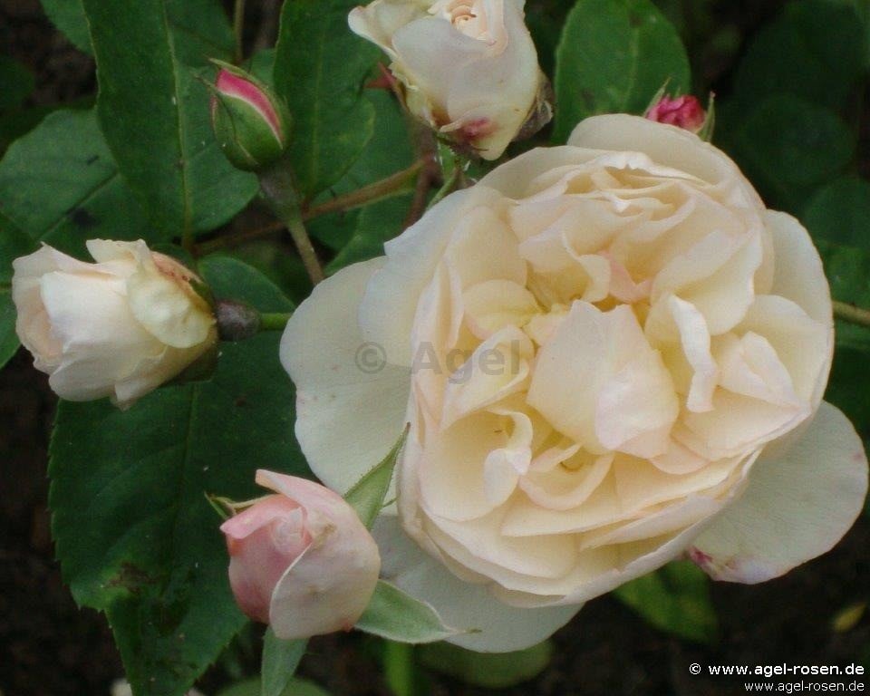 Desprez à Fleurs Jaunes kaufen – Ramblerrose – AGEL ROSEN