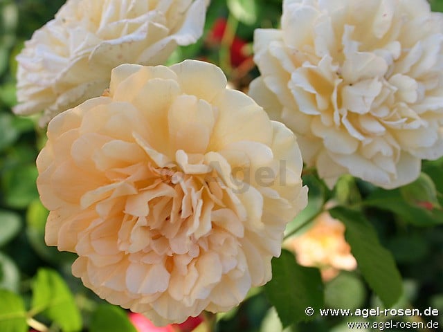 Buy Buff Beauty – Shrub Rose – AGEL ROSEN