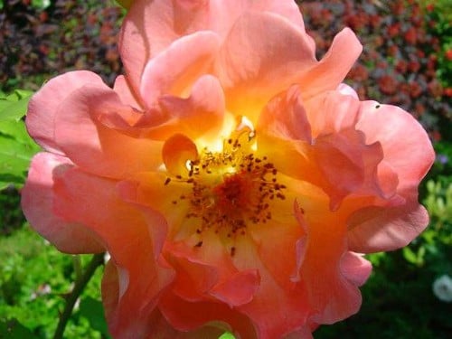 Buy Summer Wine ® – Climbing Rose – AGEL ROSEN