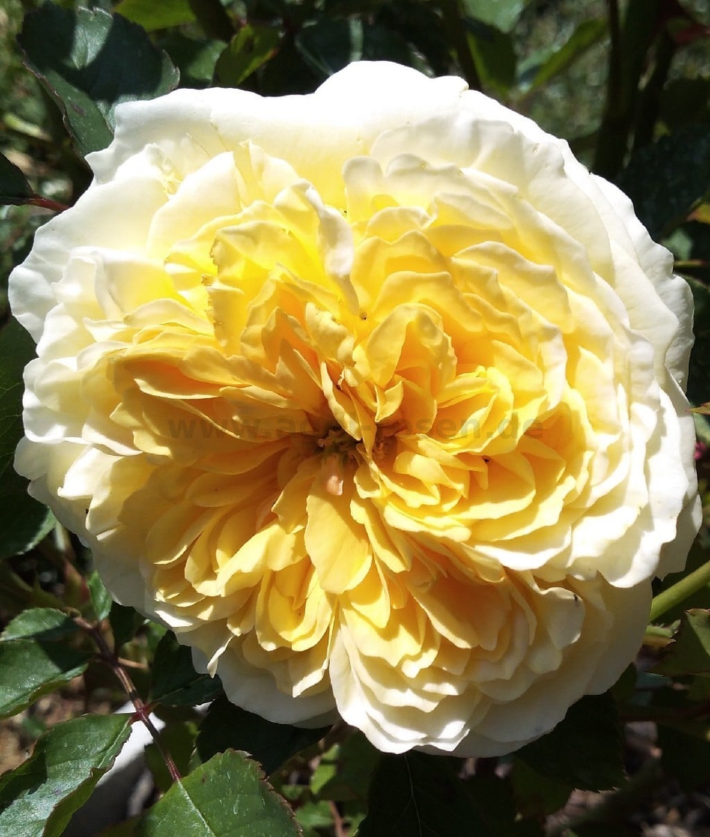 Buy The Pilgrim – English Rose – AGEL ROSEN